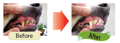 Dental Ring | Dog Teeth Cleaning